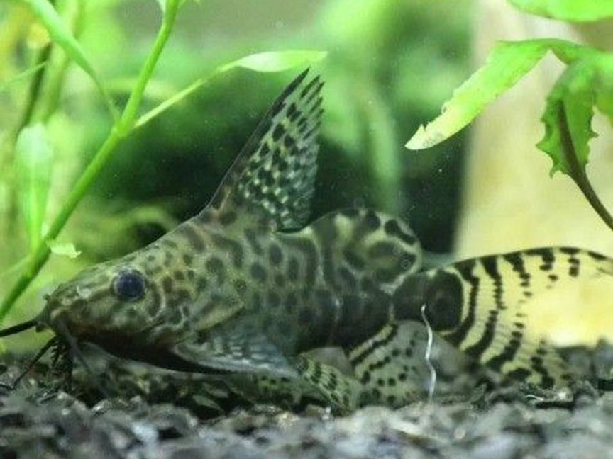 Аквариумные рыбки сомики