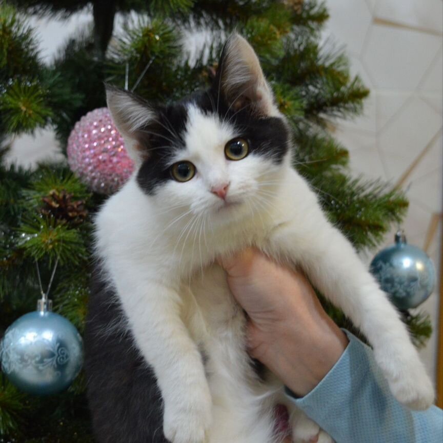 Кукольная кошечка