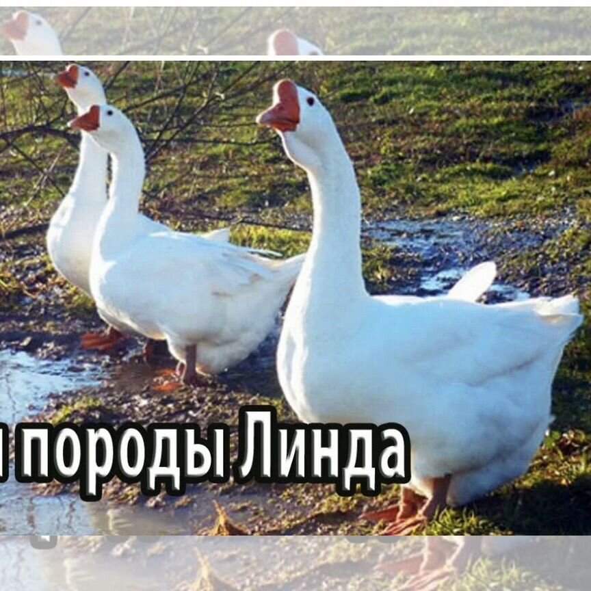 Гусь