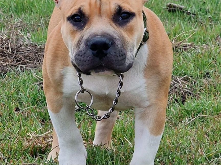 Американский булли стандарт