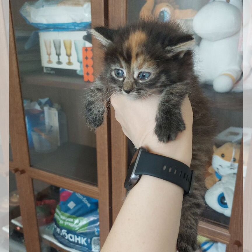 Котенок трехцветка 1 месяц
