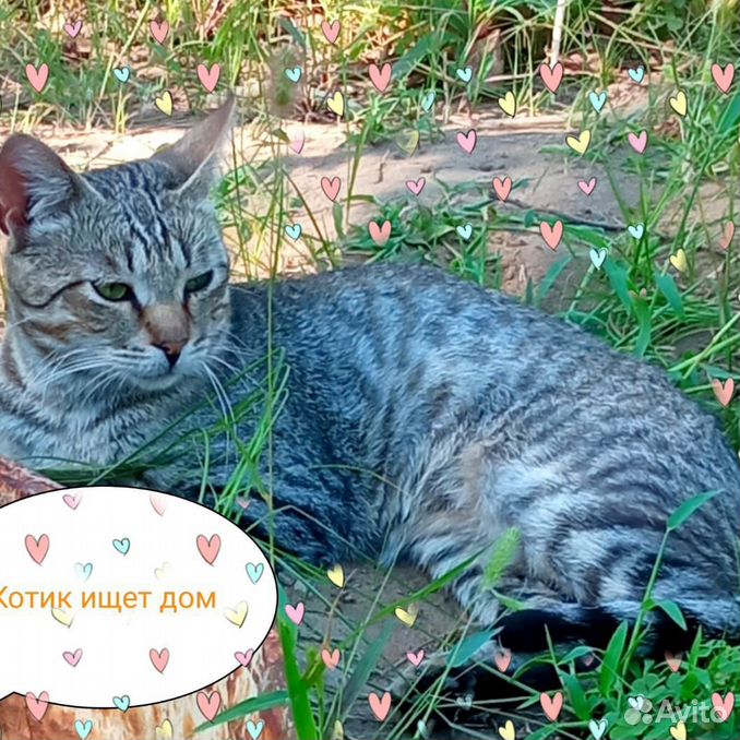 Обаятельный потеряшка ищет дом