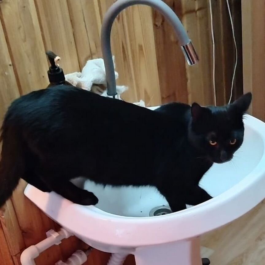 Бэтмен ищет дом