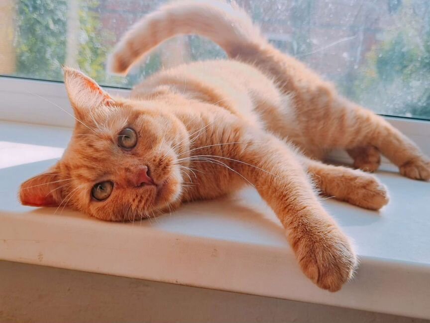 Кошечка 1 год в добрые руки