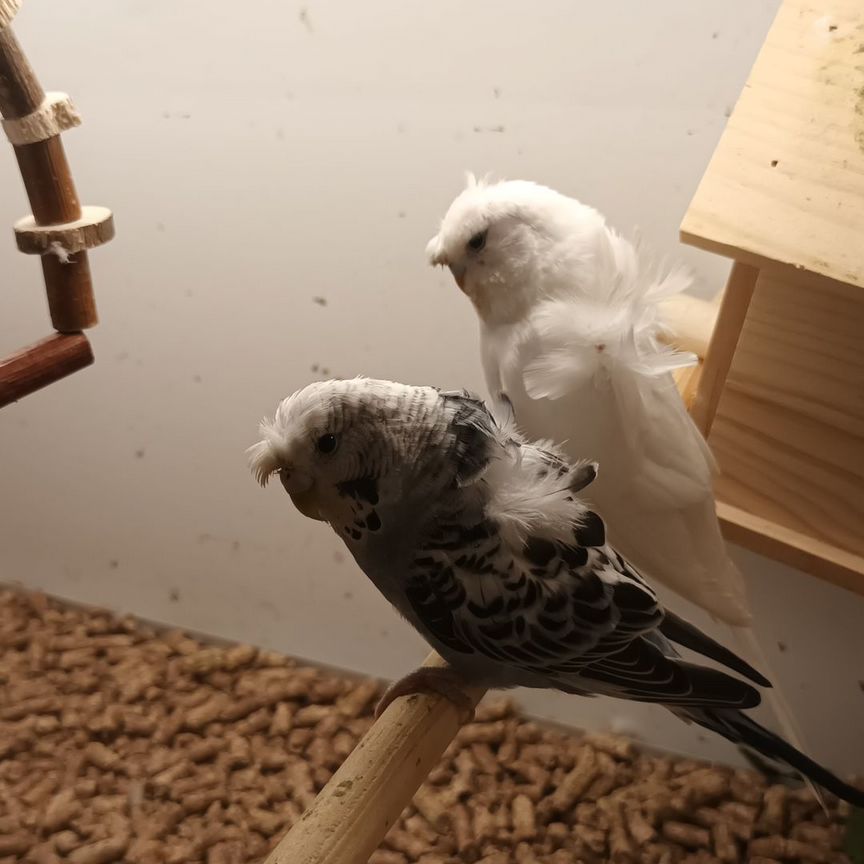 Хагоромо попугай