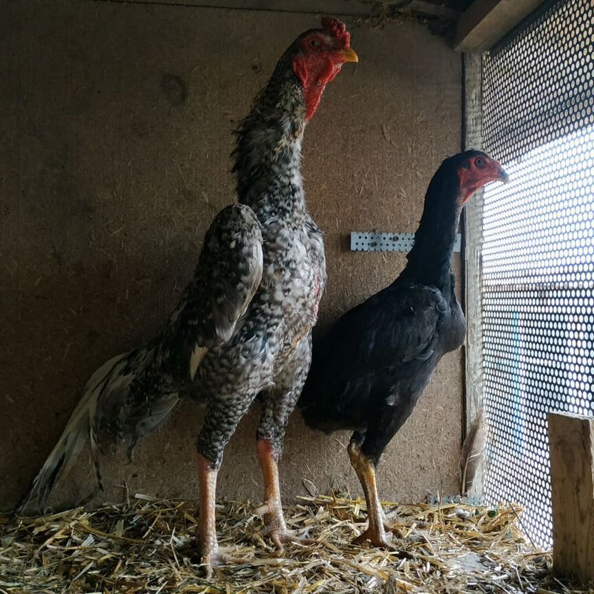 Яйцо о шамо