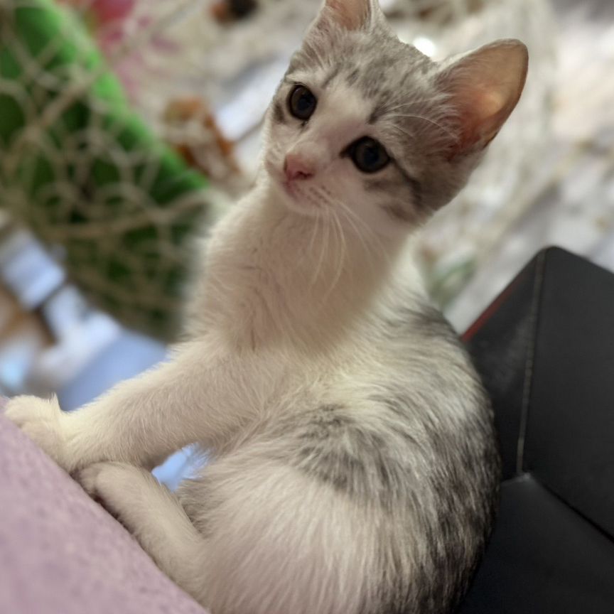 Котёнок в добрые руки