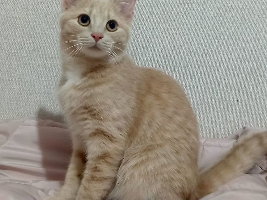 Кошка 6 месяцев стерилизована в добрые руки