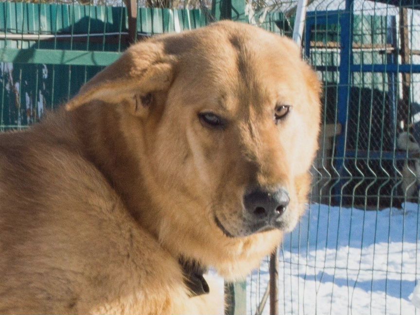 Геркулес ищет дом