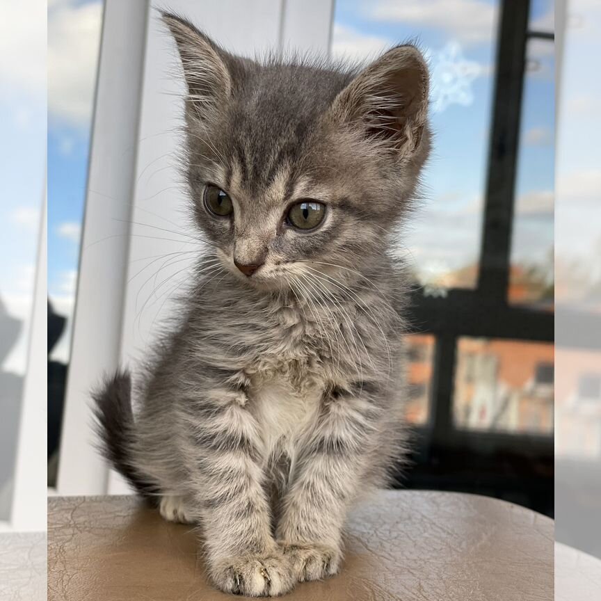 Котенок мальчик серый