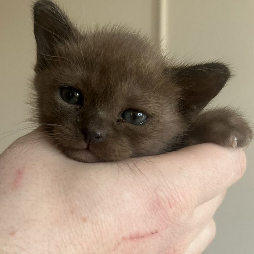 Европейский бурманский котёнок