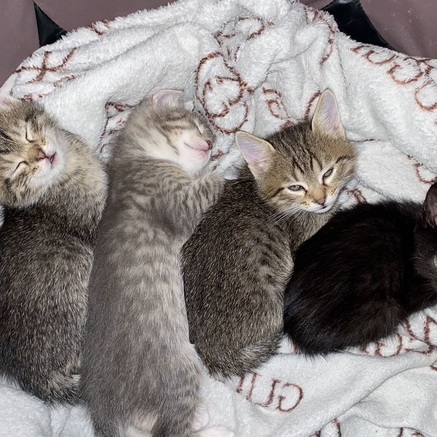 Котята в добрые руки