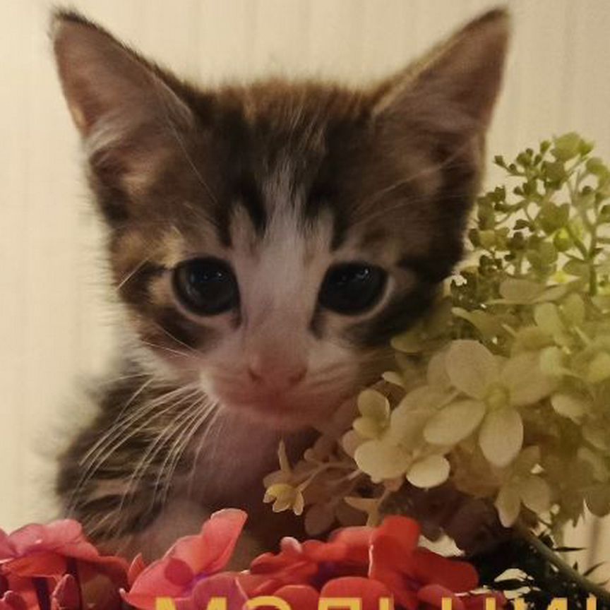 Котята в добрые руки