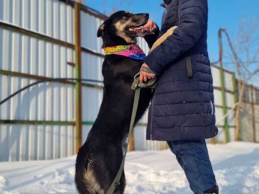 Самый лучший пес на свете, спасите