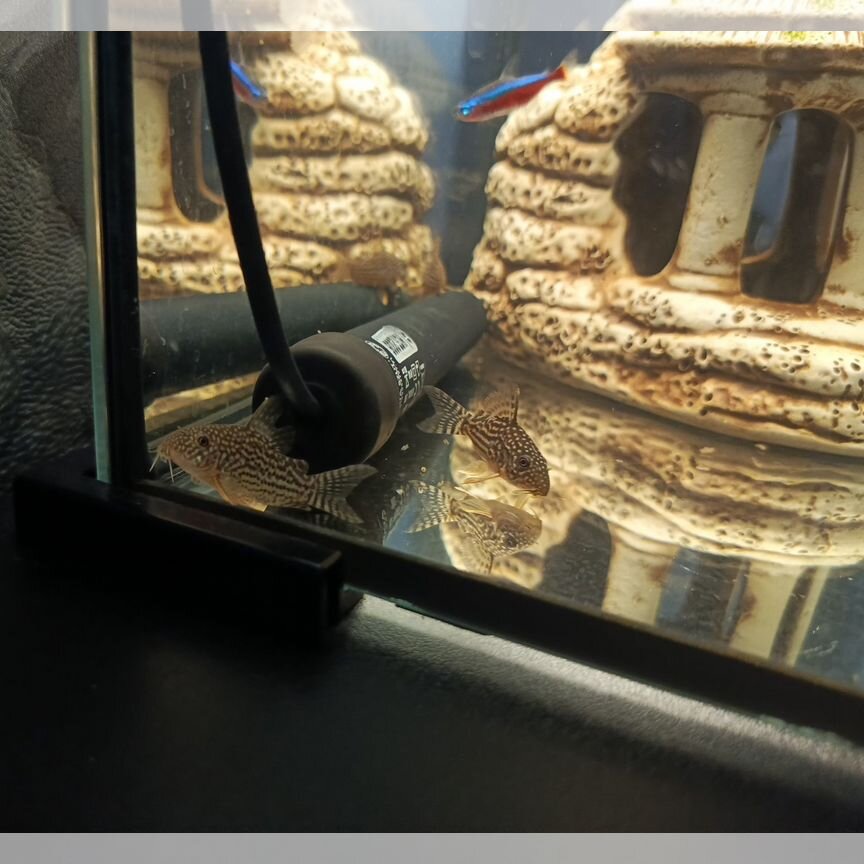 Коридорас штерба