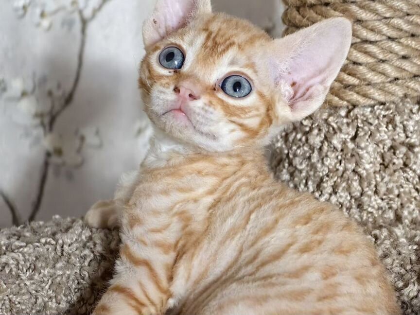 Котик Девон Рекс