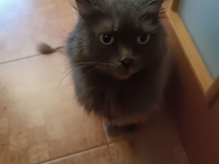 Отдам найденного кота