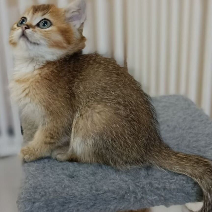Британская кошечка