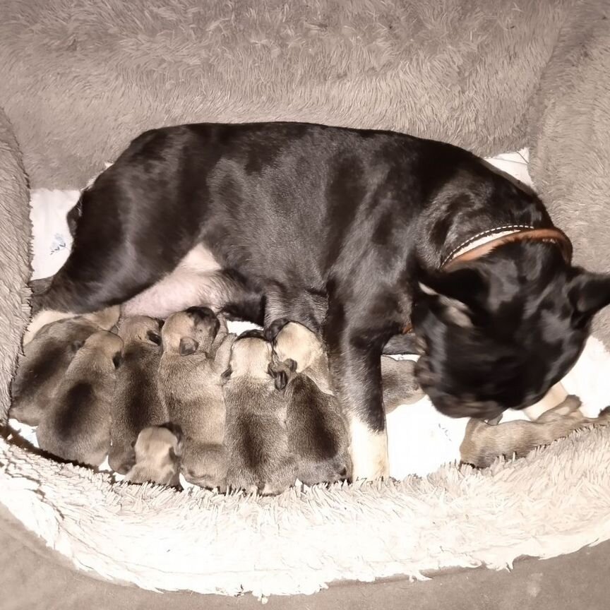 Щенки французского бульдога