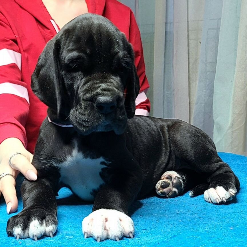 Щенки Немецкого дога, мальчики