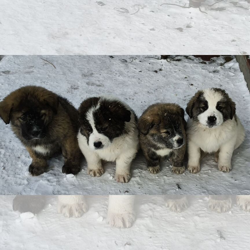 Среднеазиатская овчарка, щенок