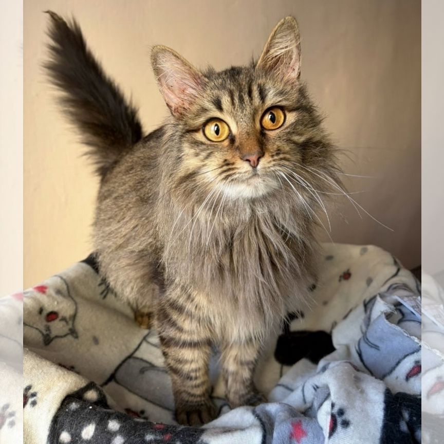 Взрослая, кошка в добрые руки