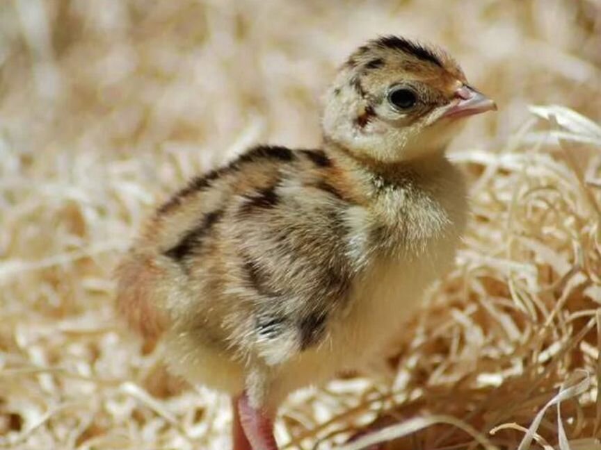 Фазан охотничий