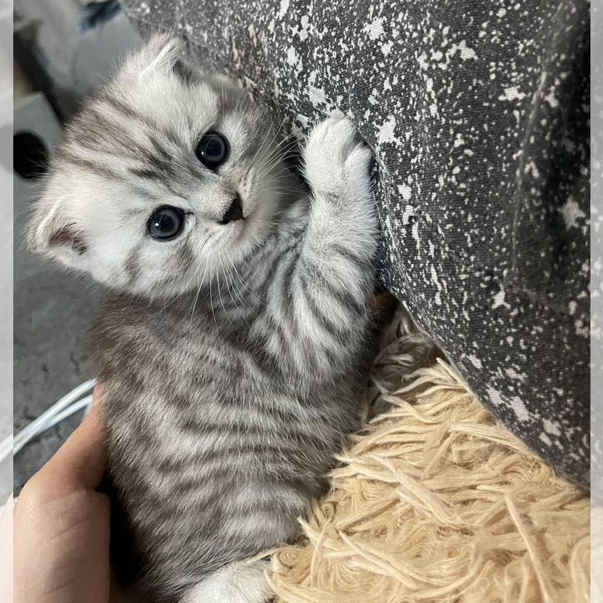 Шотландские вислоухие