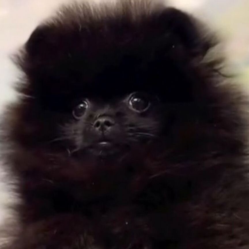 Померанский шпиц, щенок