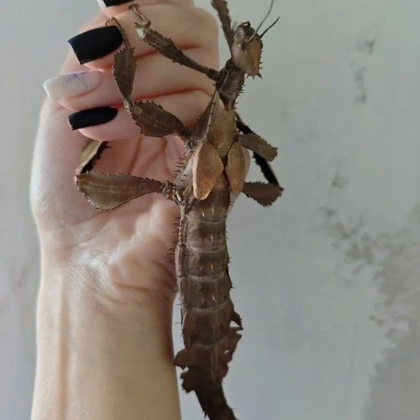 Палочник Австралийский