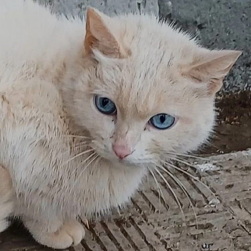 Кошка ищет дом