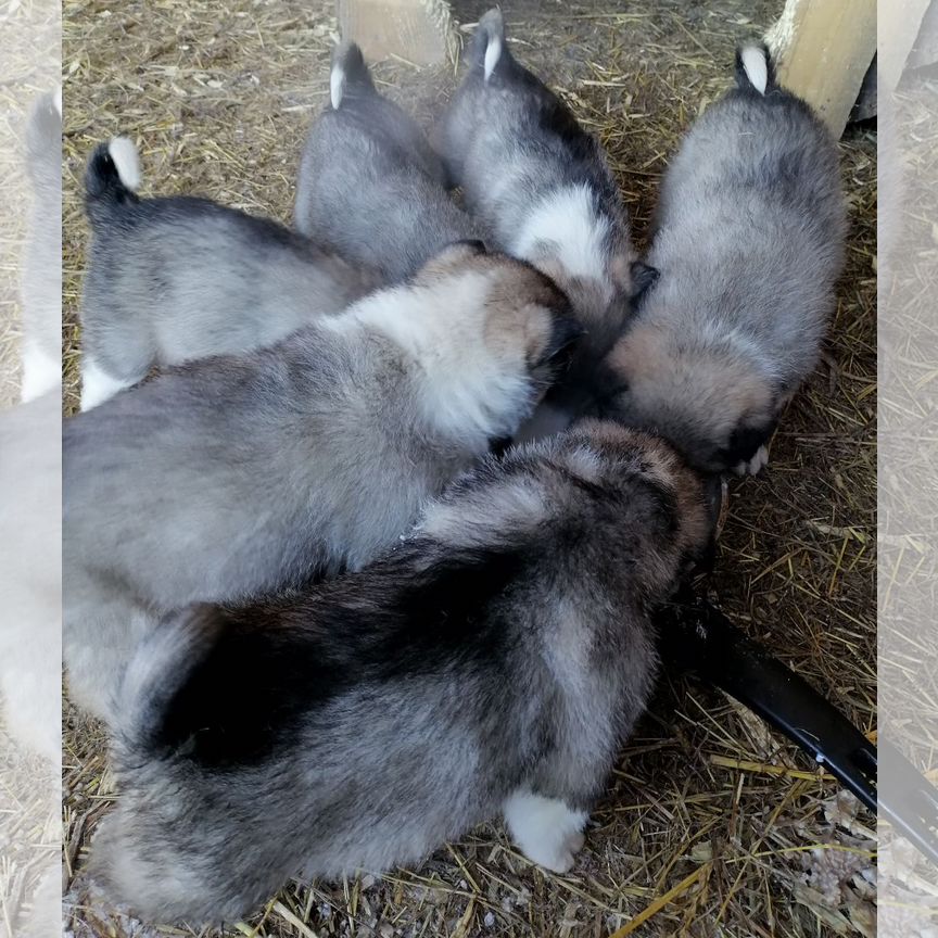 Западносибирская лайка, щенок