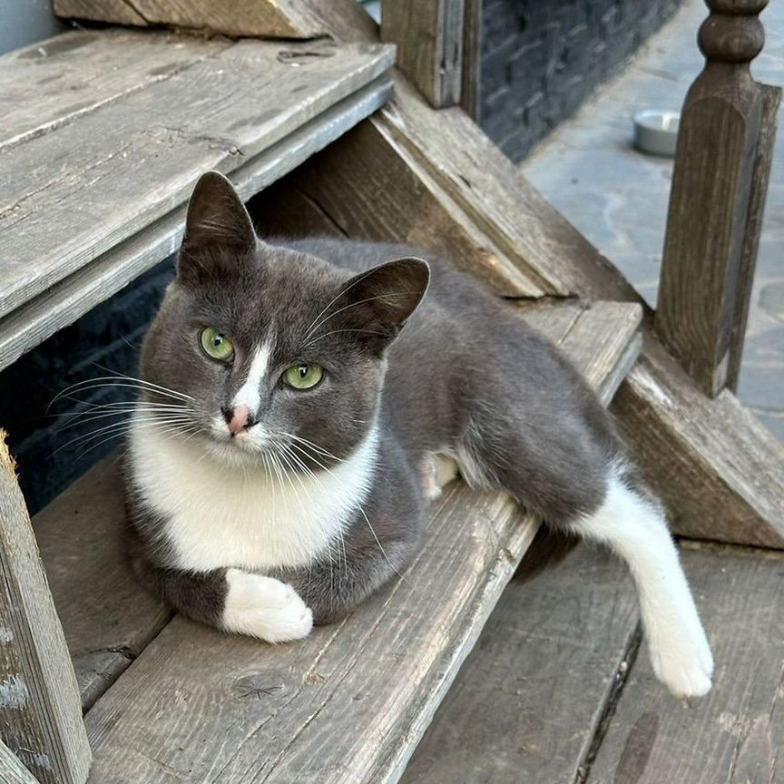 Котик ищет дом
