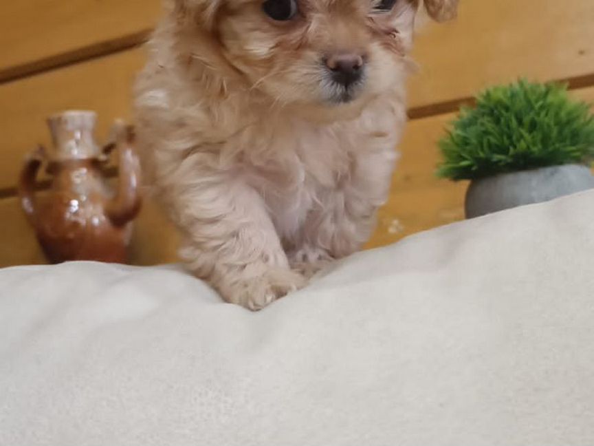 Девочка мальтипу