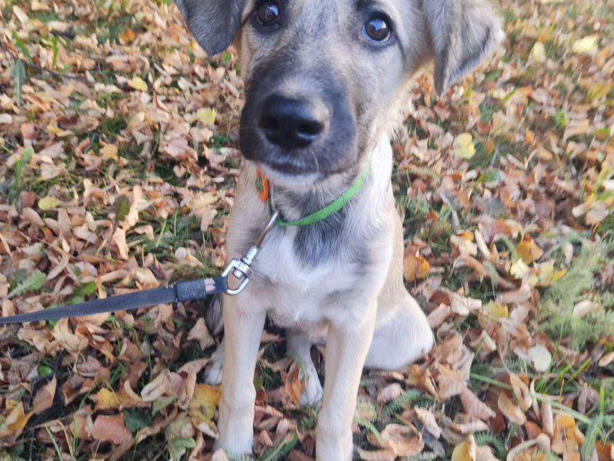 Малышка 3,5 мес спасена, ищет дом