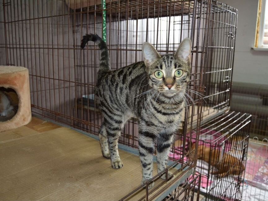 Шикарной пятнистой кошке нужен дом