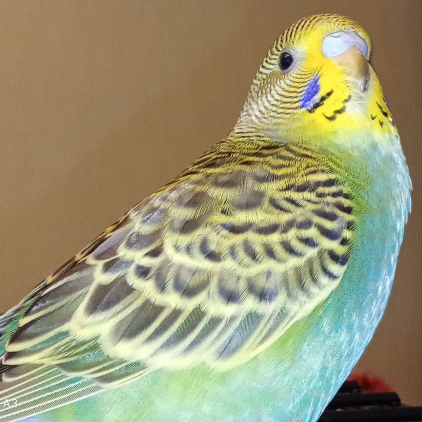 Волнистые попугайчики