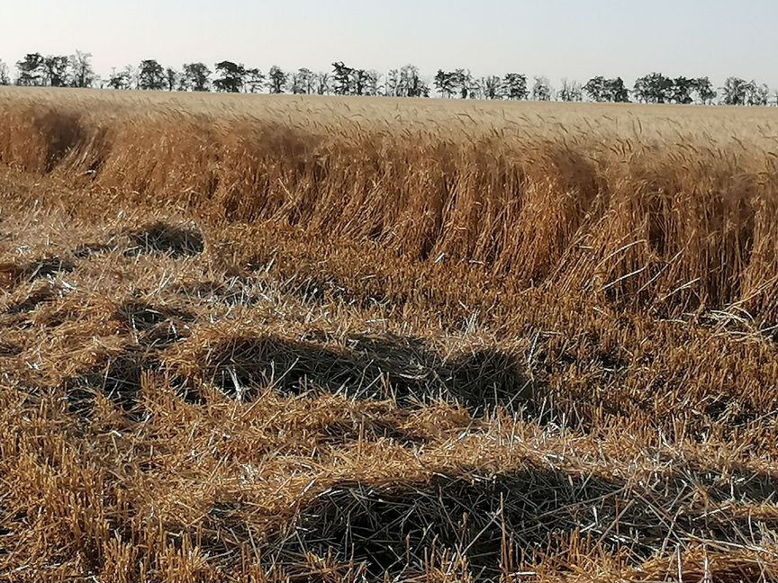 Зерно озимой пшеницы второго класса