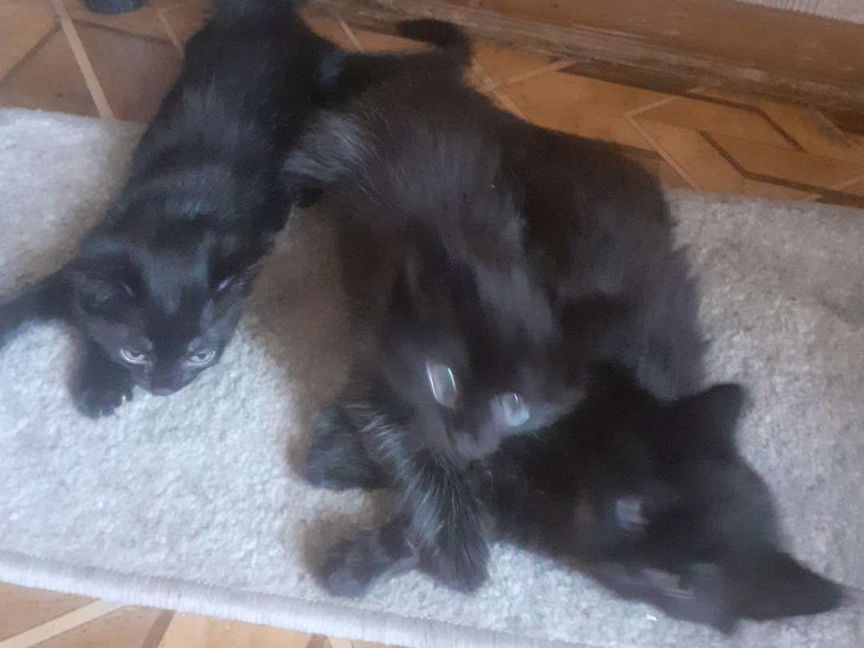 Котята в добрые руки бесплатно