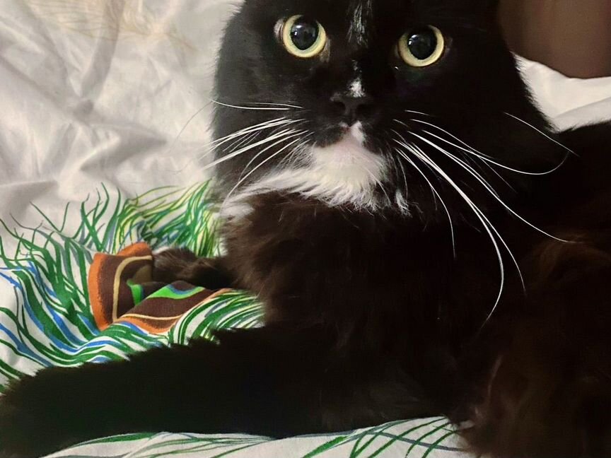 Кот очаровашка в добрые руки бесплатно