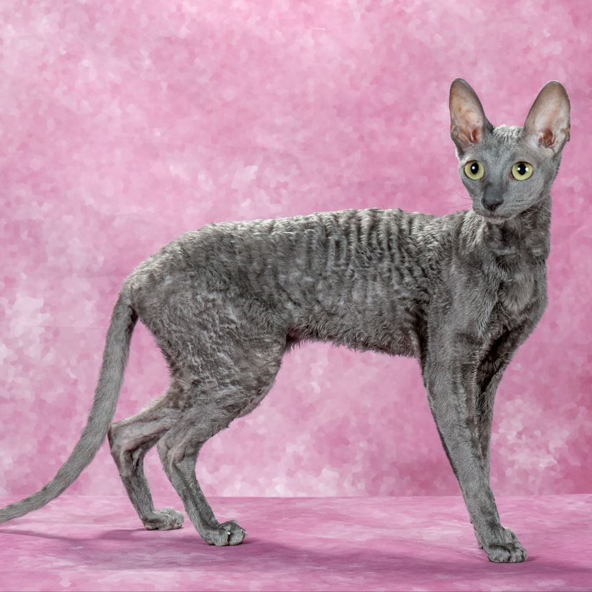 Корниш-рекс, взрослая кошка