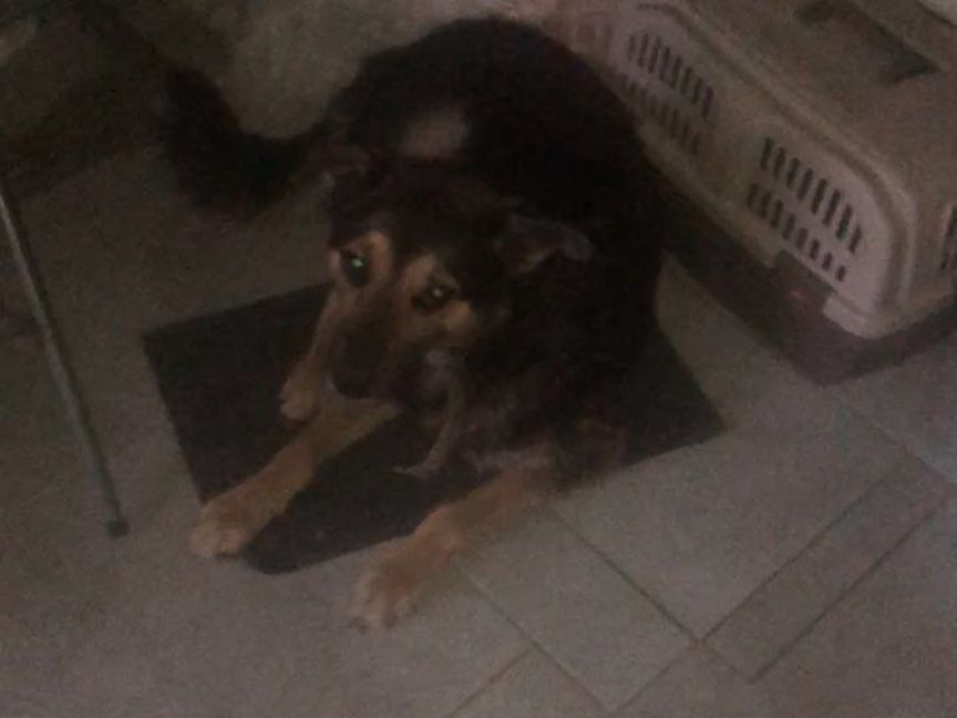 Собака в добрые руки (найденыш)