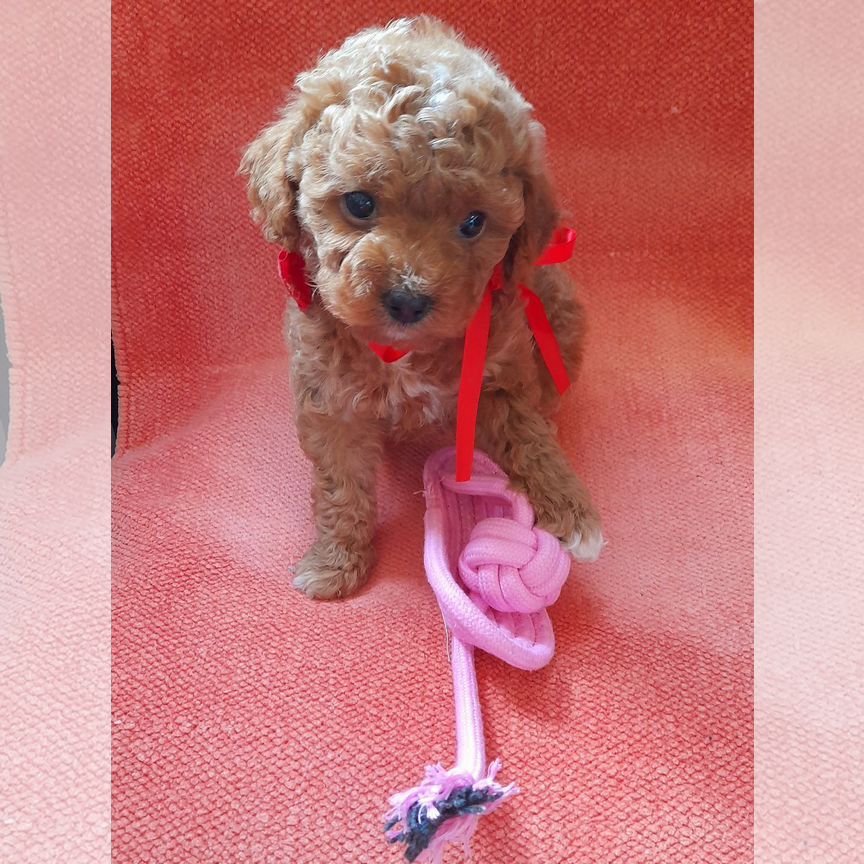 Той-пудель, щенок