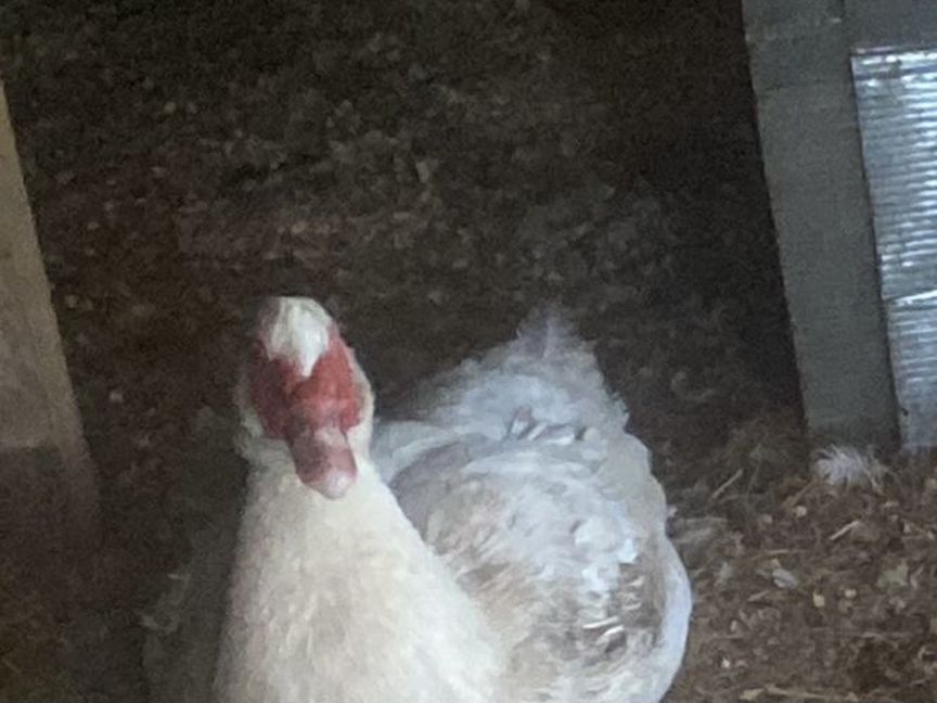 Продам Петухов, Индоутки тяжёлой линии