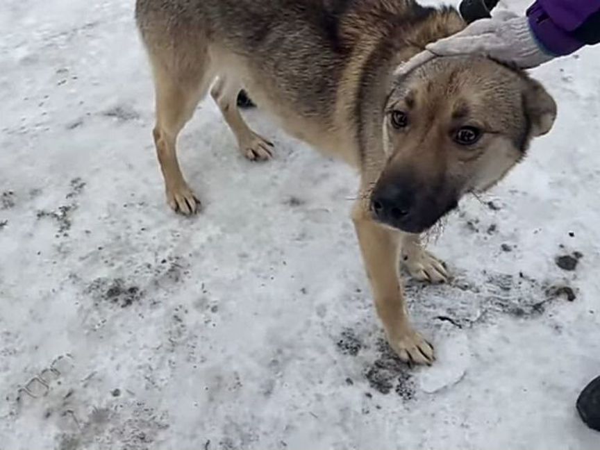 Хозяин ушёл на войну,пес остался один