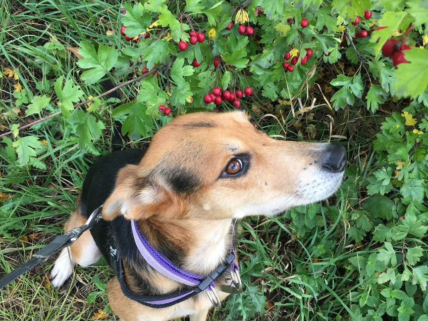 Некрупная собака ищет семью