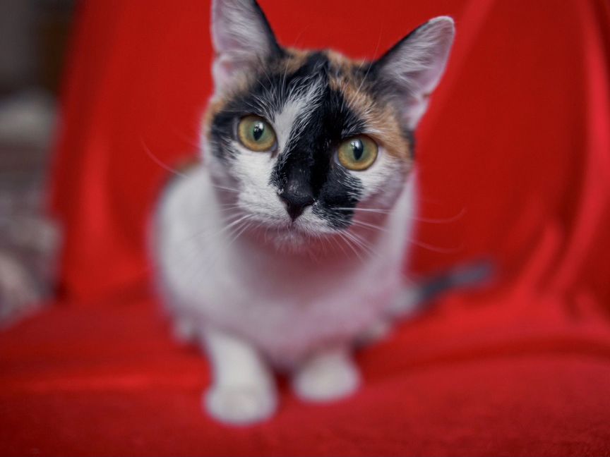 Кошка стерилизованная