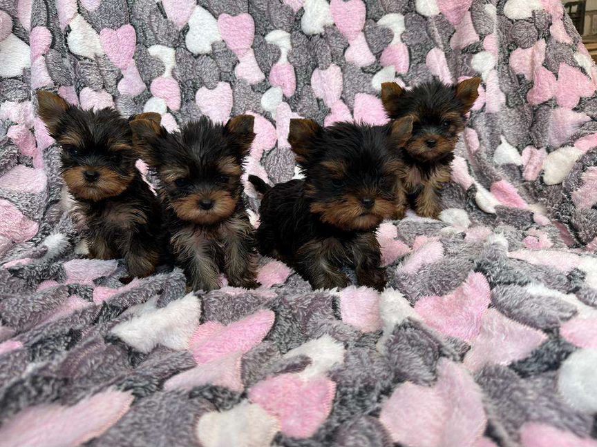 Щенки мини йоркширского терьера