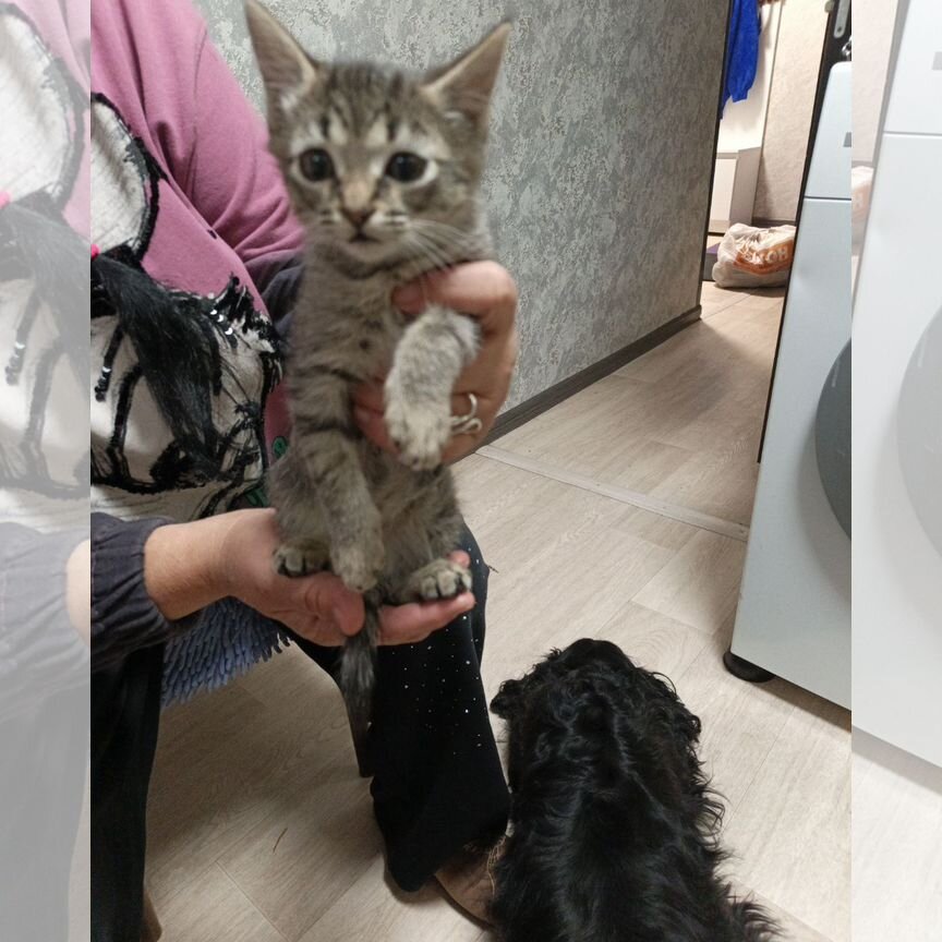 Шотландский вислоухий длинношёрстный котёнок