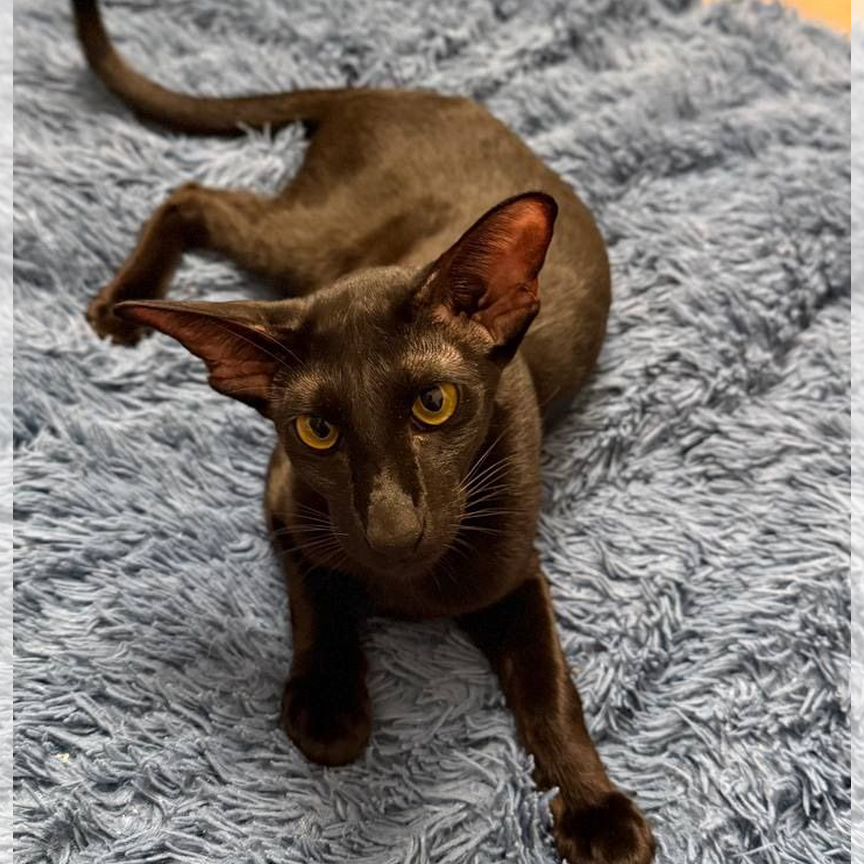 Ориентальная кошка, взрослая